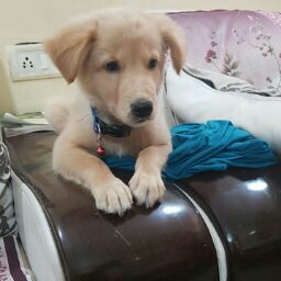 Is M2DI engine is faster or MHalk engine is faster - Scorpio ...